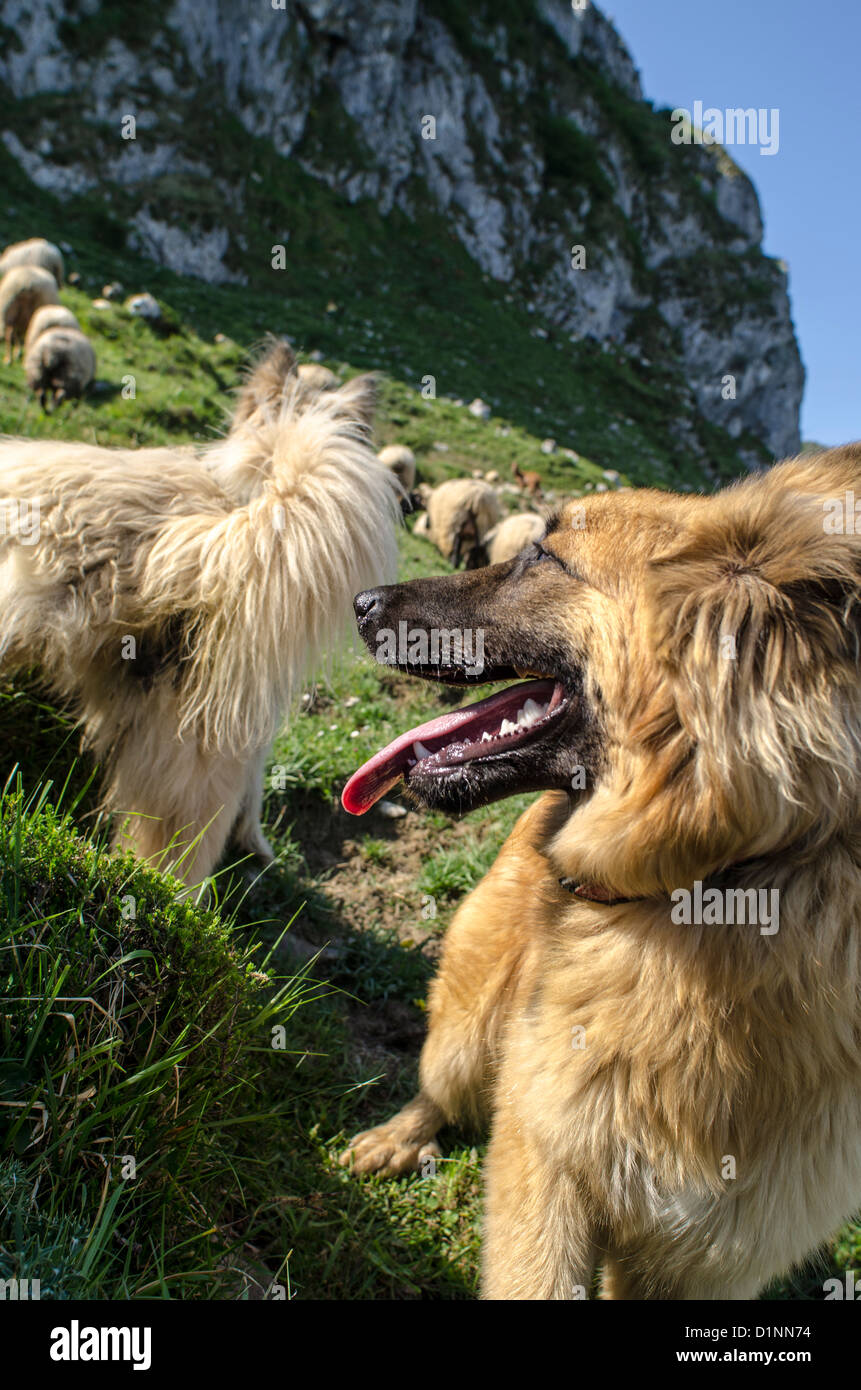 Sheepdog with sheep flock in the Asturias mountains. Onis Valley ...