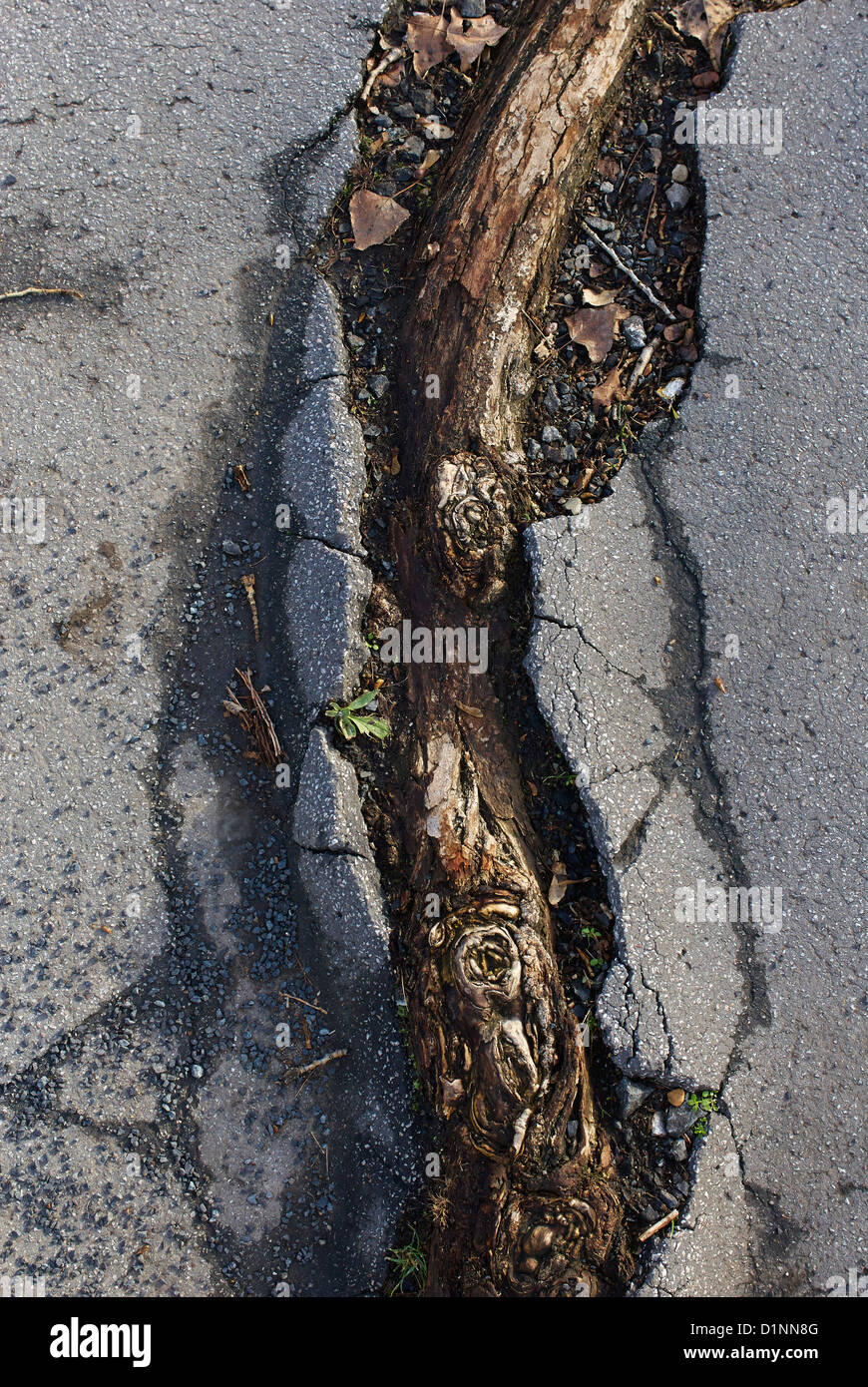 Root of the tree in asphalt - power of nature Stock Photo - Alamy