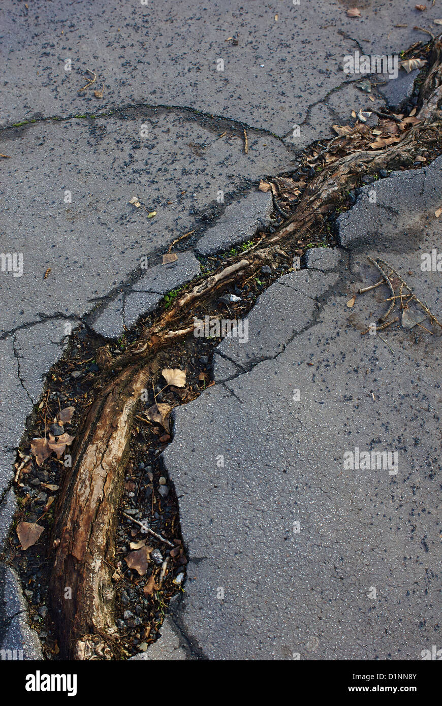 Root of the tree in asphalt - power of nature Stock Photo - Alamy