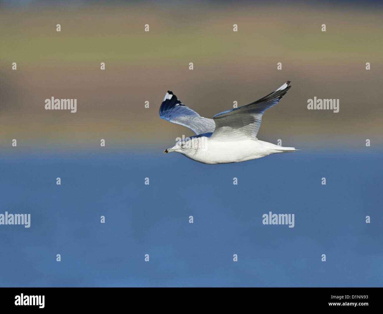 Common Gull in flight Stock Photo - Alamy