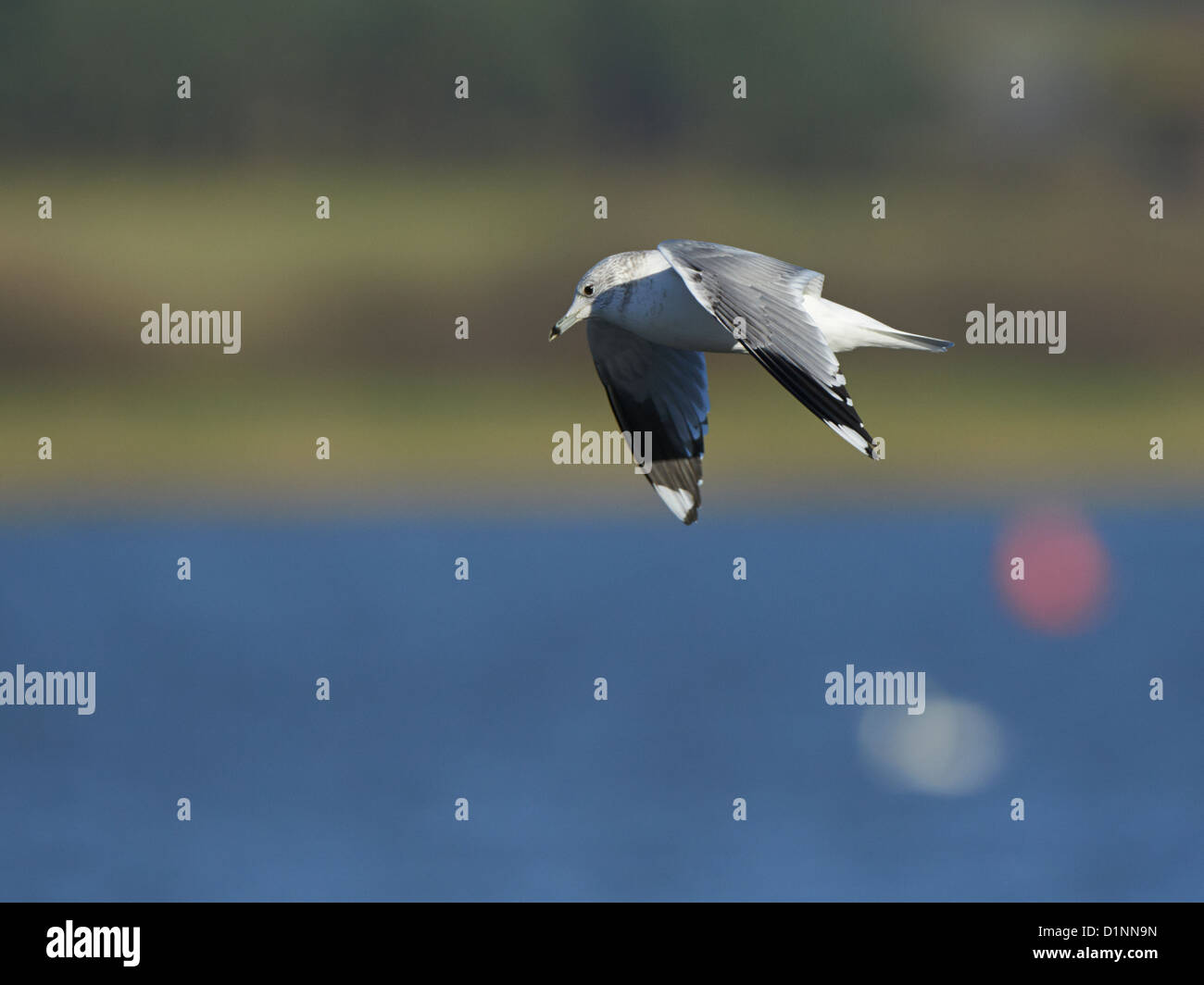 Common Gull in flight Stock Photo - Alamy
