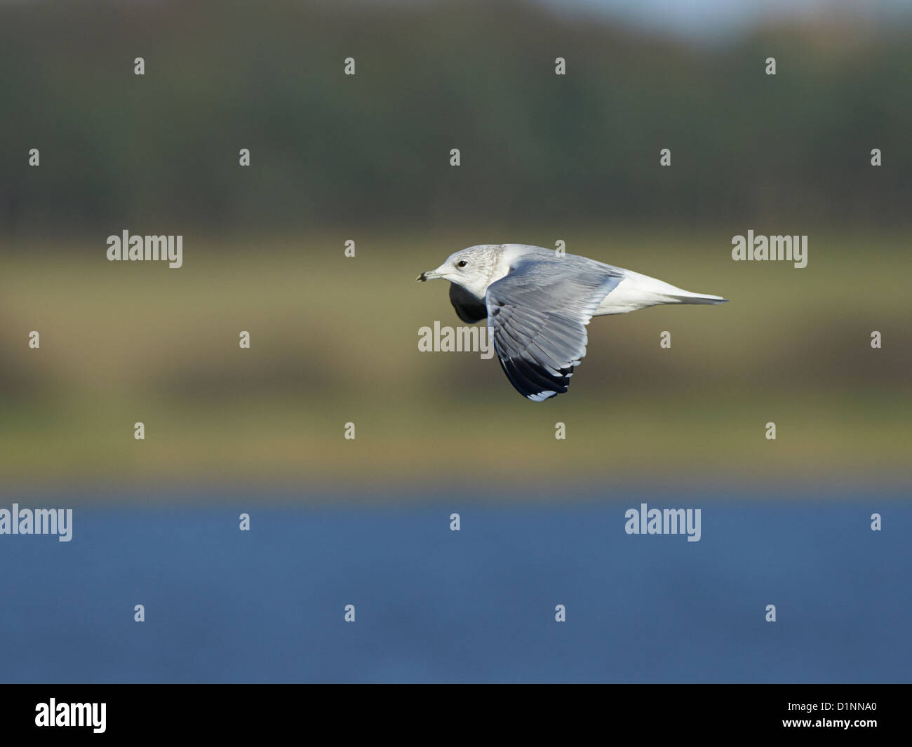 Common Gull in flight Stock Photo - Alamy