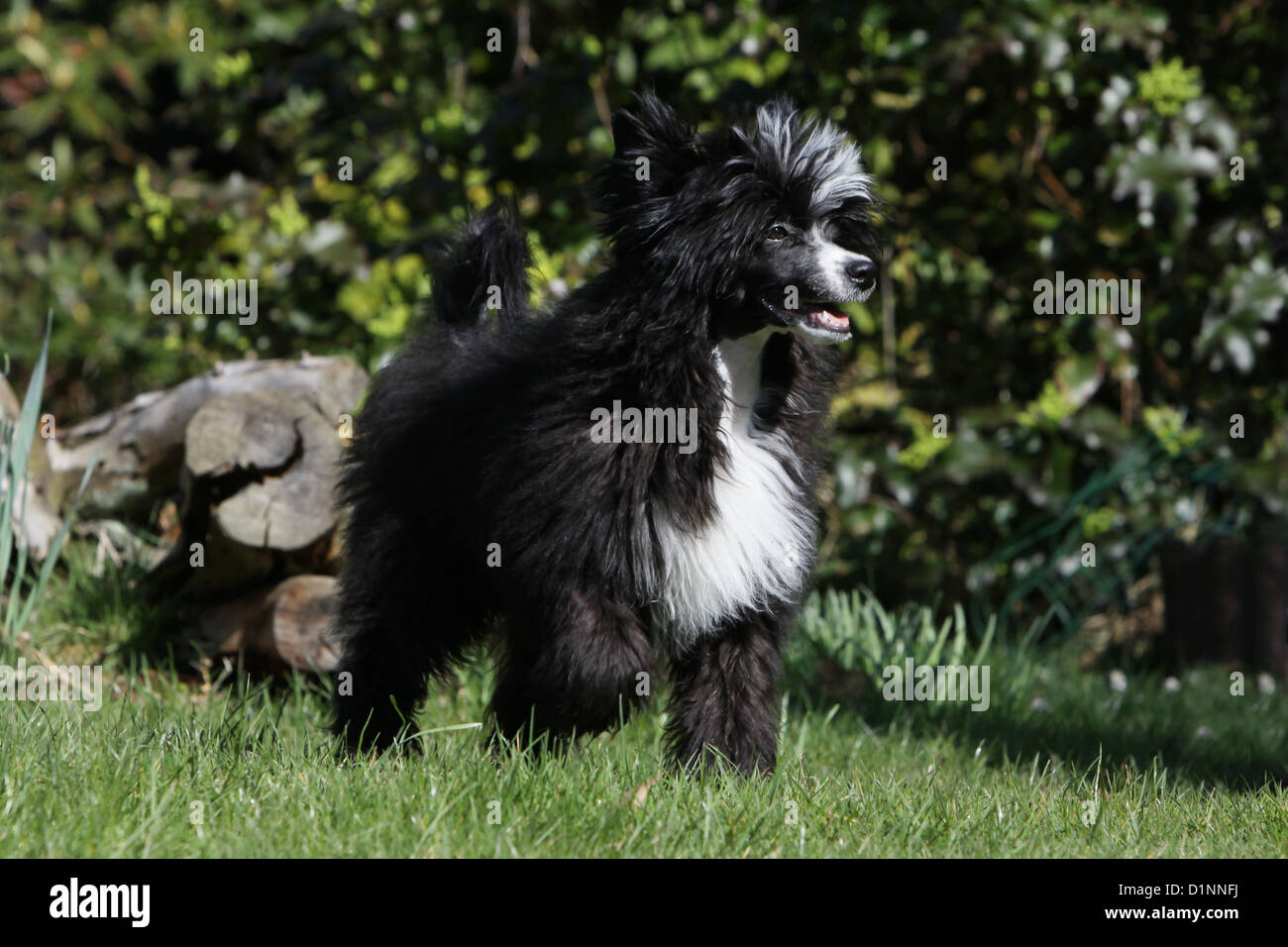 Domestic chinese crested powderpuff hi-res stock photography and images ...