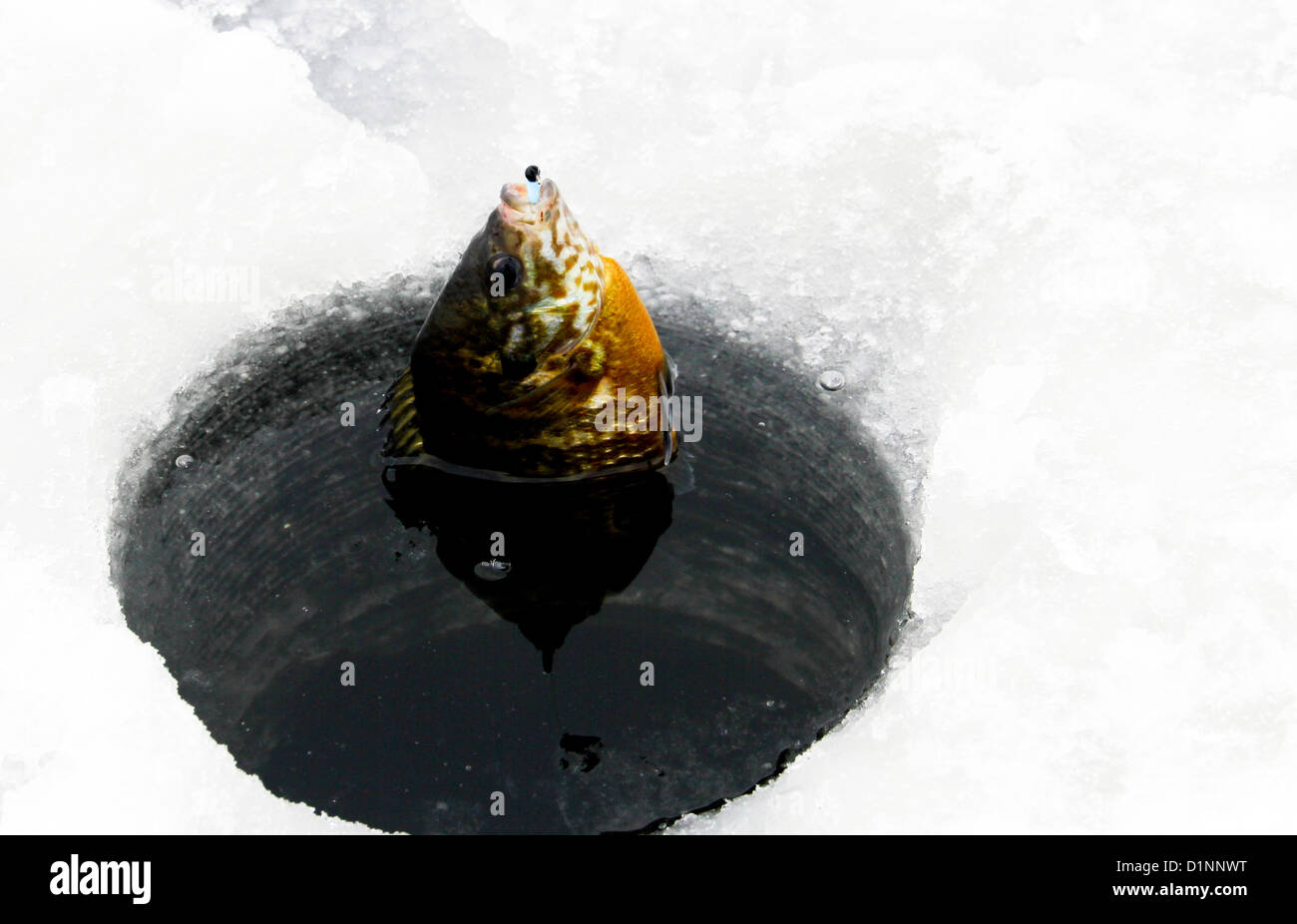 pan fish being pulled through a hole after caught ice fishing Stock ...