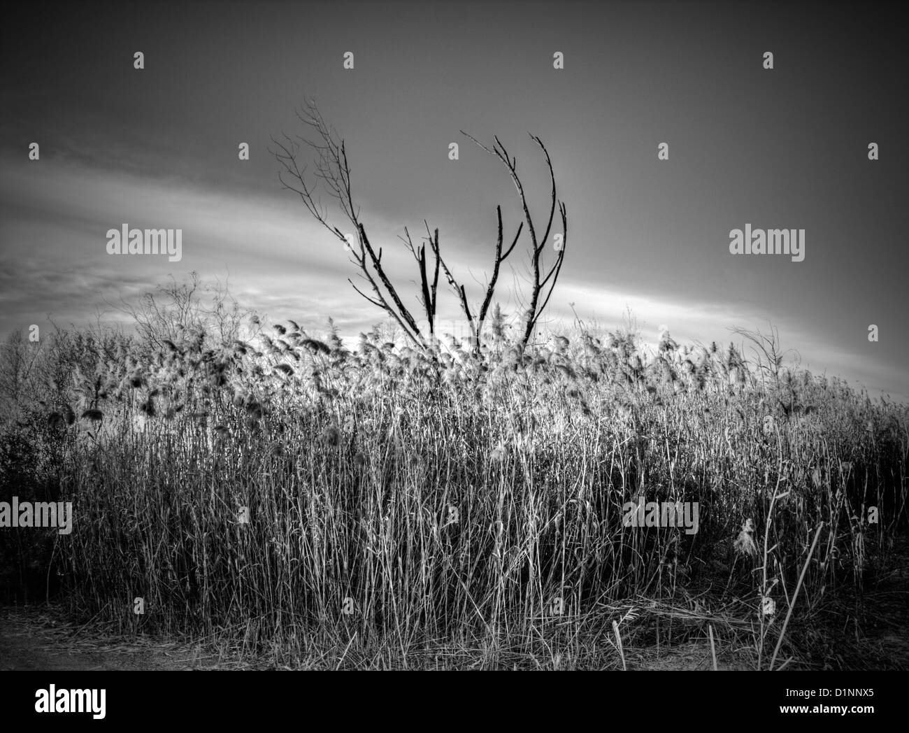 Tree grass hi-res stock photography and images - Alamy