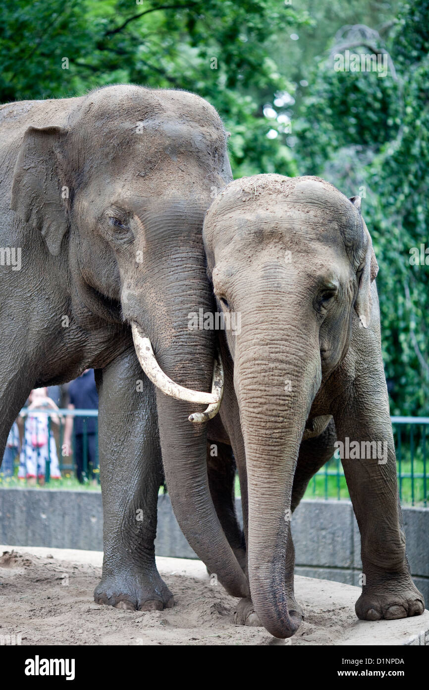 Berlin, Germany, Asian elephant in the Berlin Zoo Stock Photo - Alamy