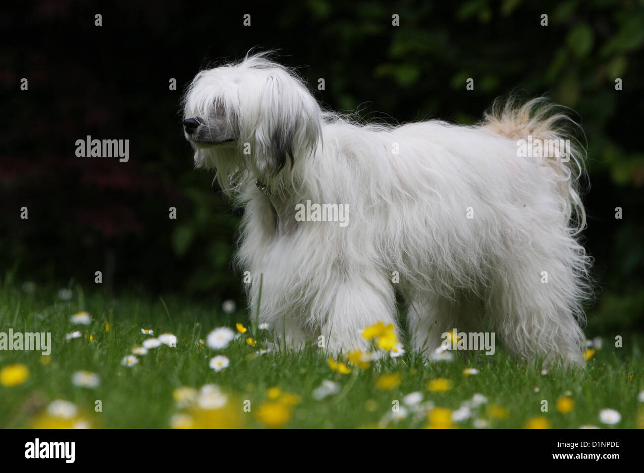 Dog Chinese Crested Dog adult standard profile Stock Photo - Alamy
