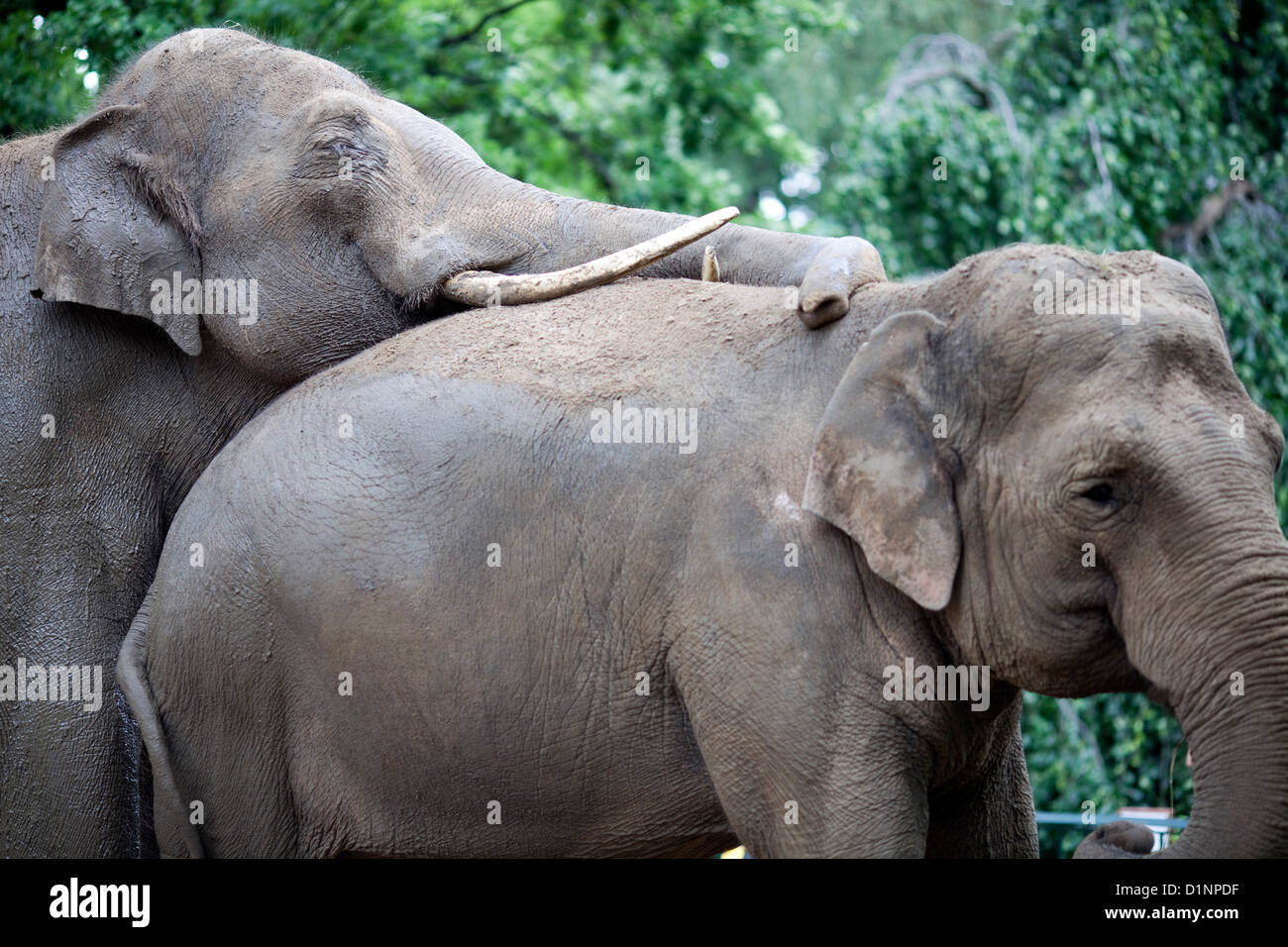 Berlin, Germany, Asian elephant in the Berlin Zoo Stock Photo - Alamy