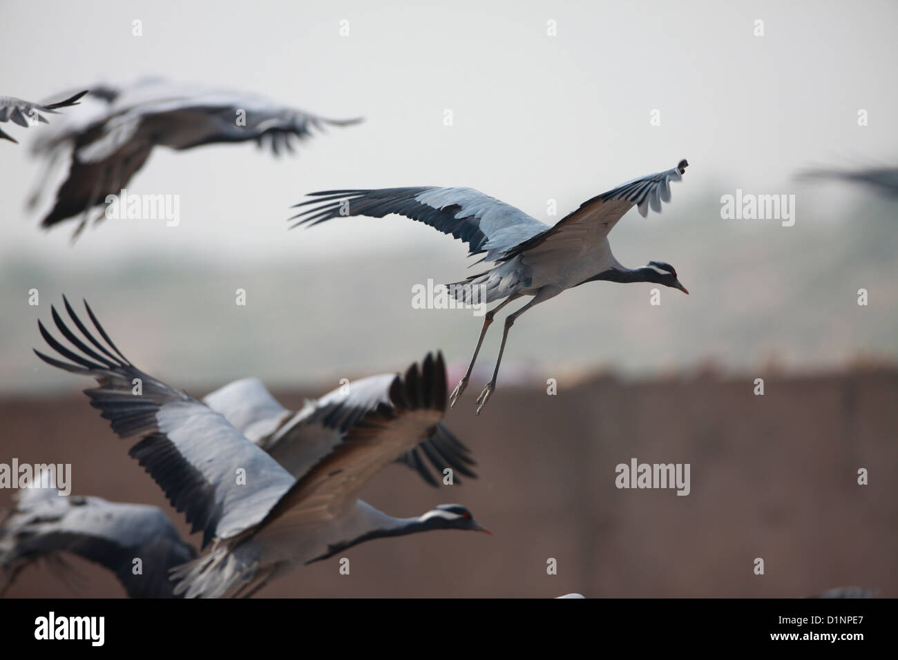 Bird touching beak hi-res stock photography and images - Alamy