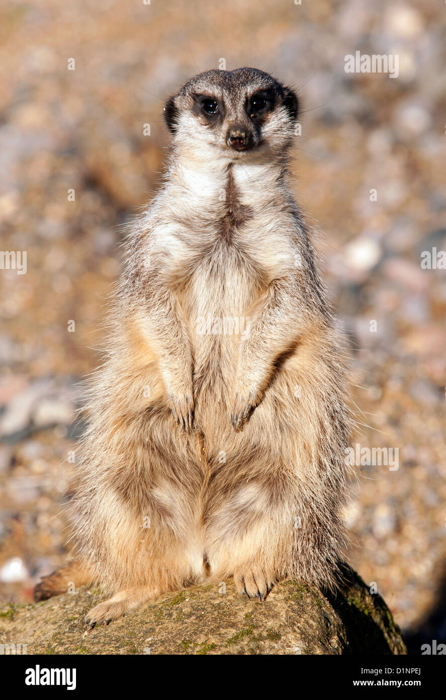 Meerkat sitting on rock, looking at camera Stock Photo - Alamy