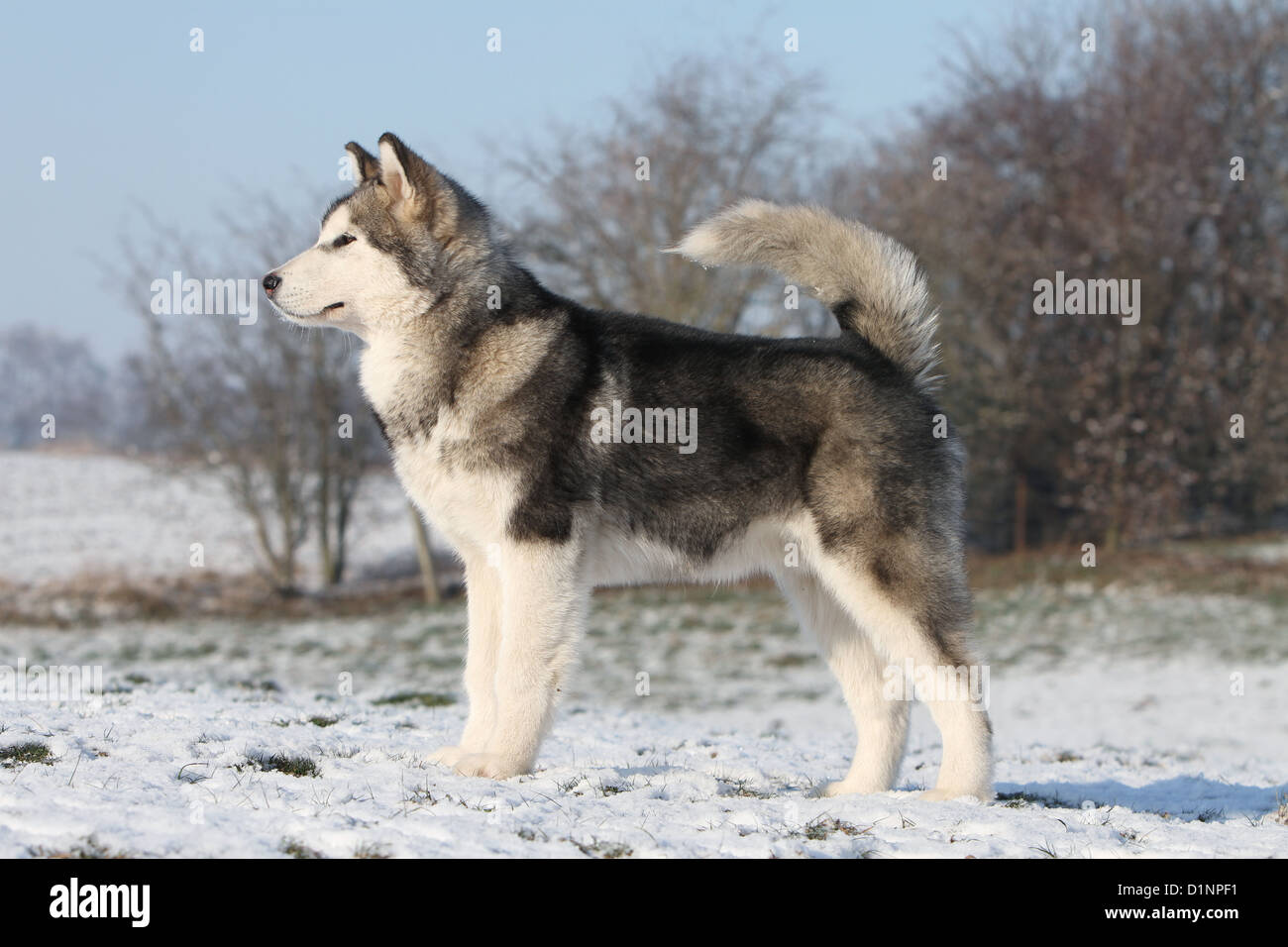 Dog Alaskan Malamute adult standard profile Stock Photo - Alamy