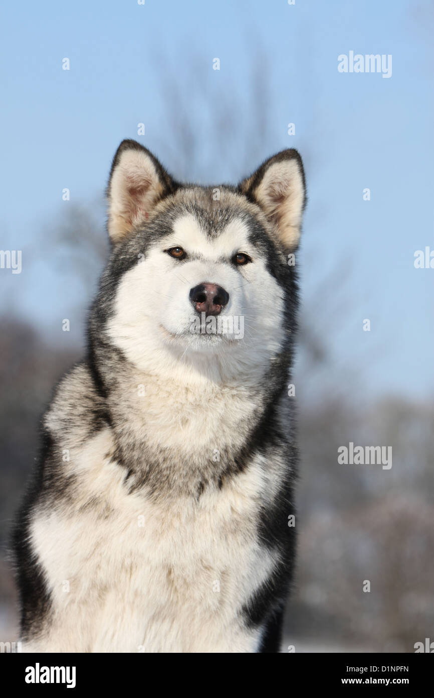 Dog Alaskan Malamute adult portrait face Stock Photo - Alamy