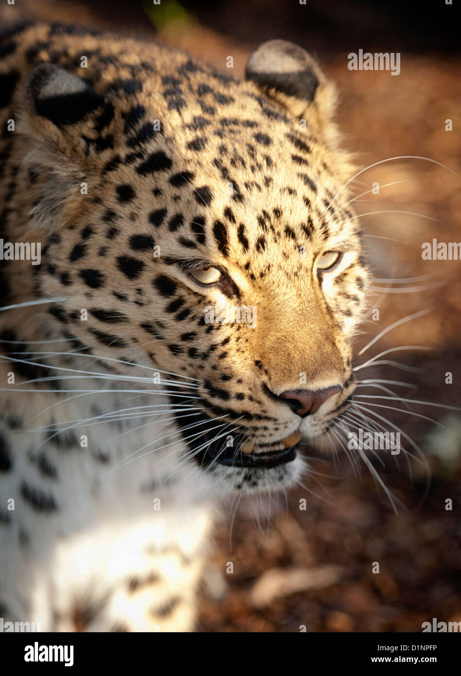 Female Amur leopard (close-up Stock Photo - Alamy