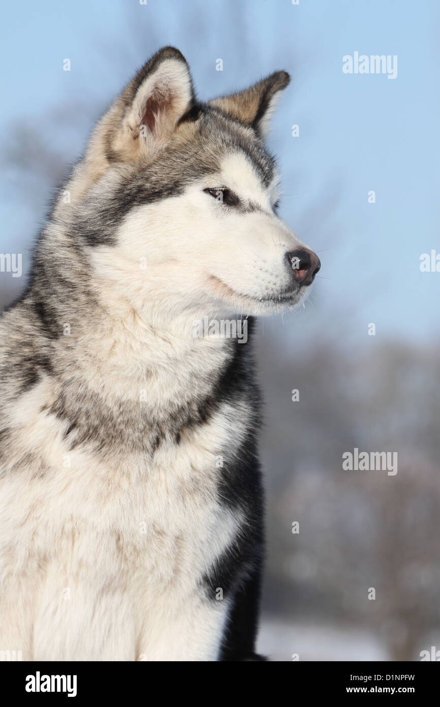 Dog Alaskan Malamute adult portrait profile Stock Photo - Alamy
