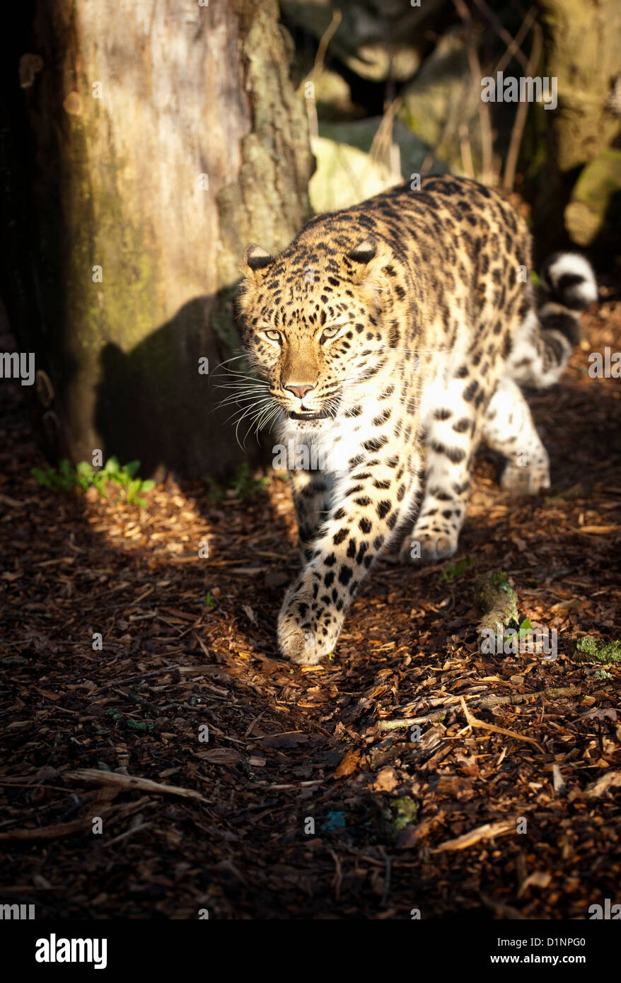 Female Amur leopard walking in forest Stock Photo - Alamy