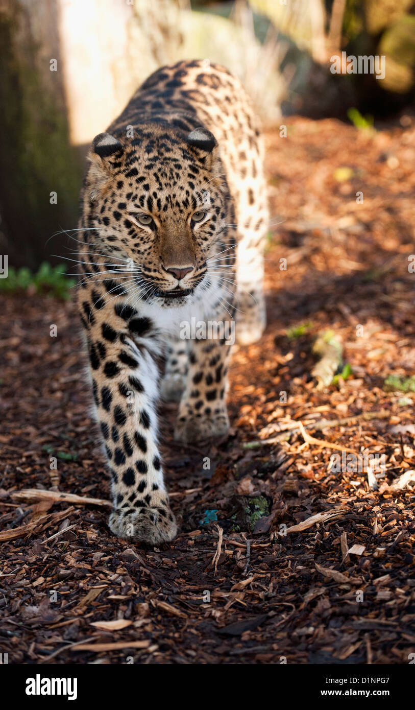 Patrol walk hi-res stock photography and images - Alamy