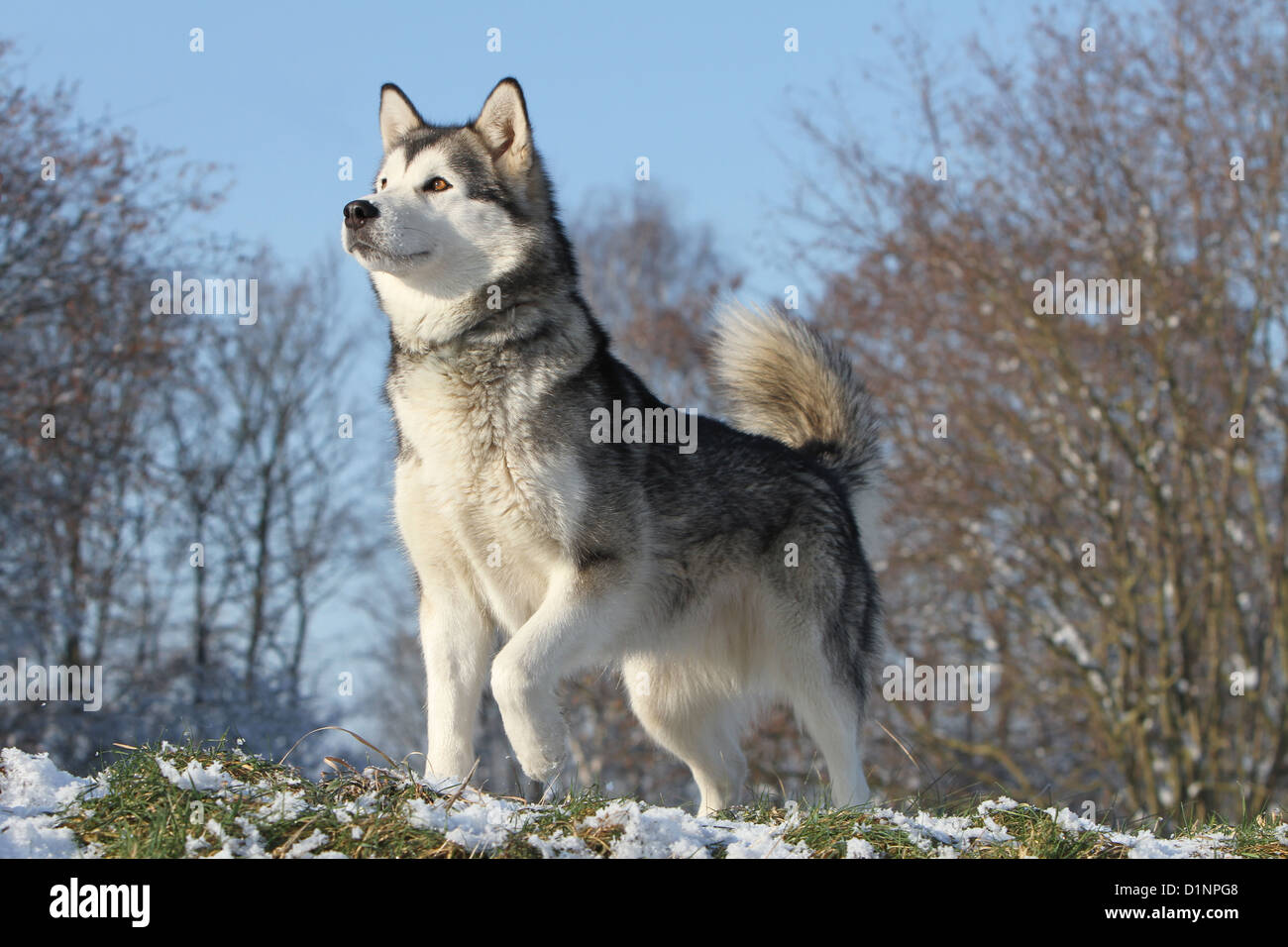 Alaskan malamute hi-res stock photography and images - Alamy