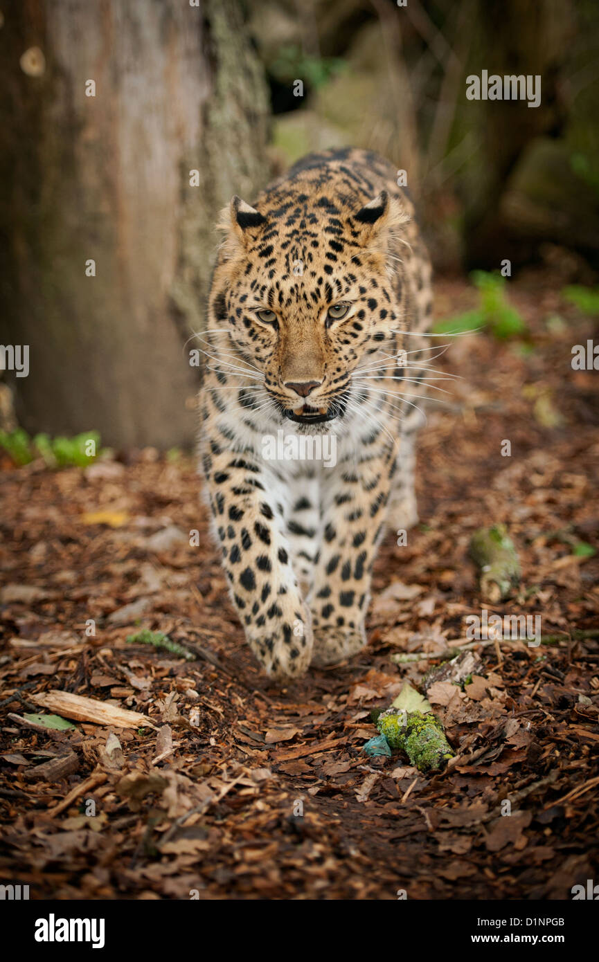 Female Amur leopard walking in forest Stock Photo - Alamy