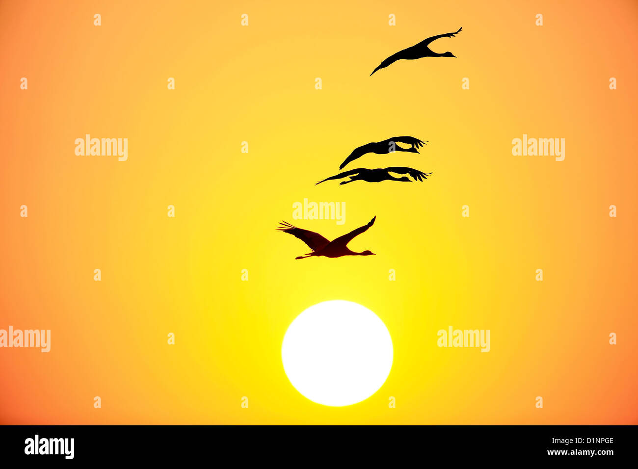 Birds sky dusk india hi-res stock photography and images - Alamy