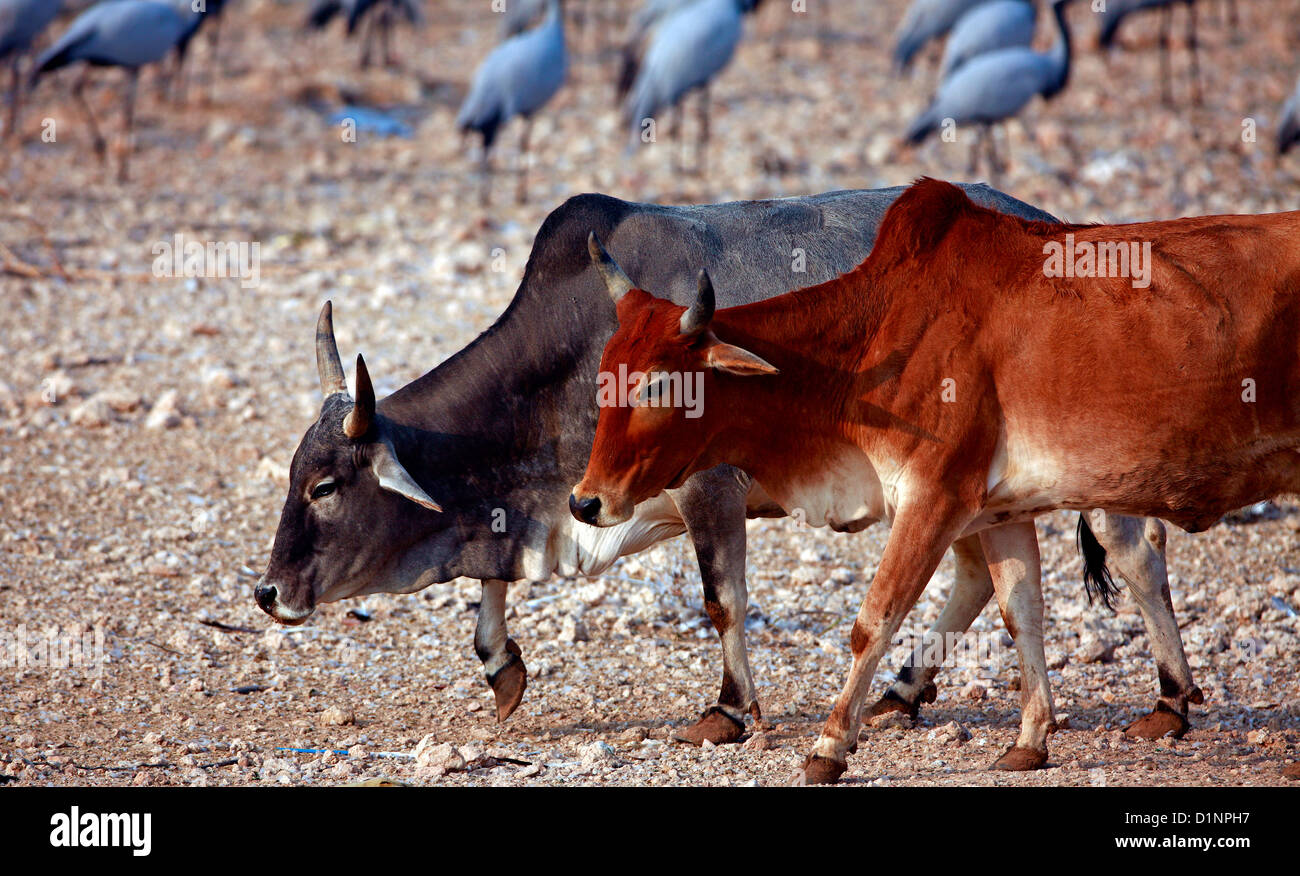 Cow and Birds Together Stock Photo - Alamy
