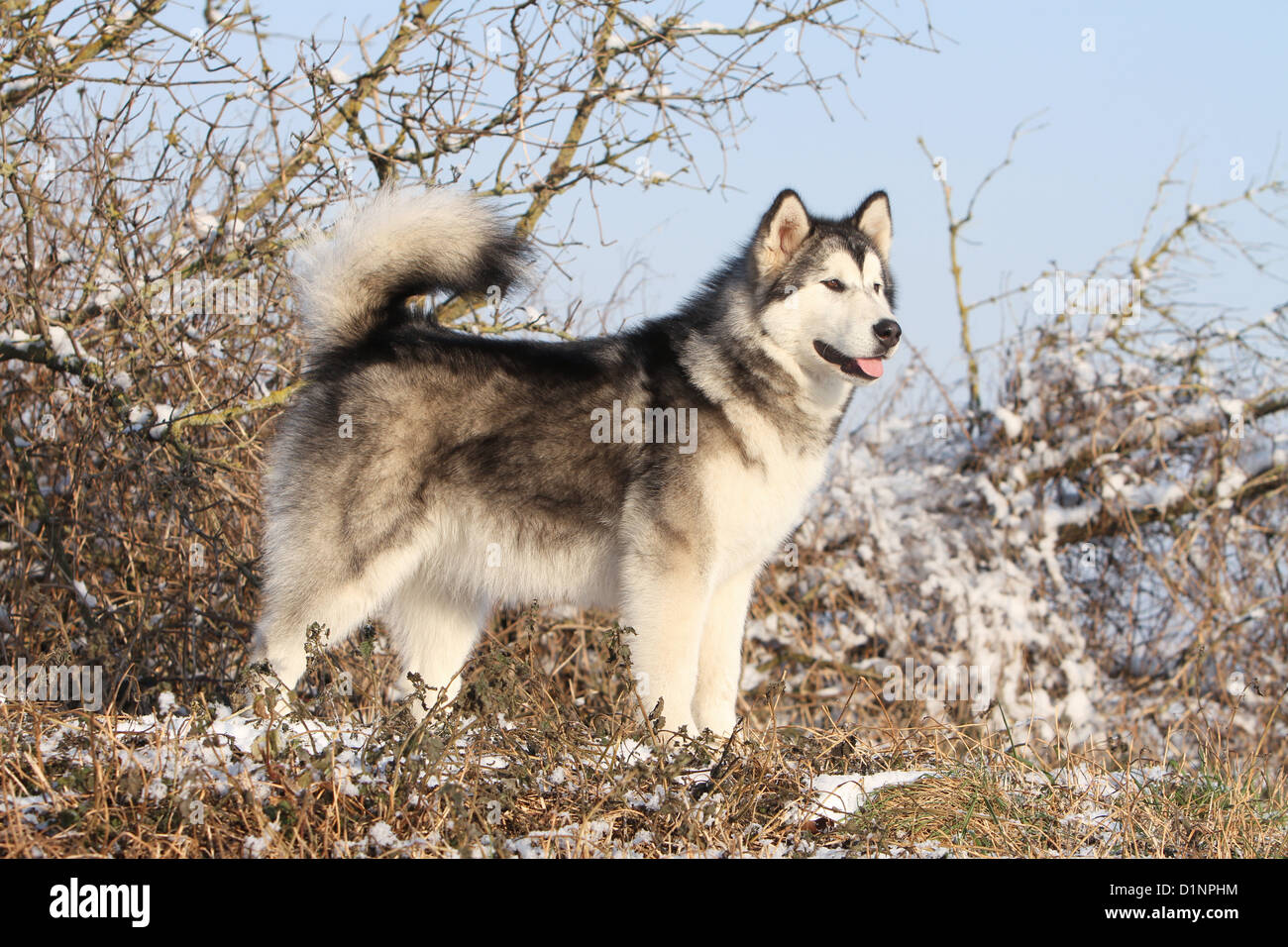Alaska malamute sled dogs hi-res stock photography and images - Alamy