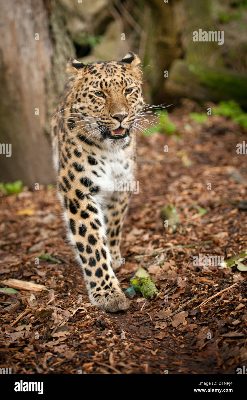Female Amur leopard walking in forest Stock Photo - Alamy