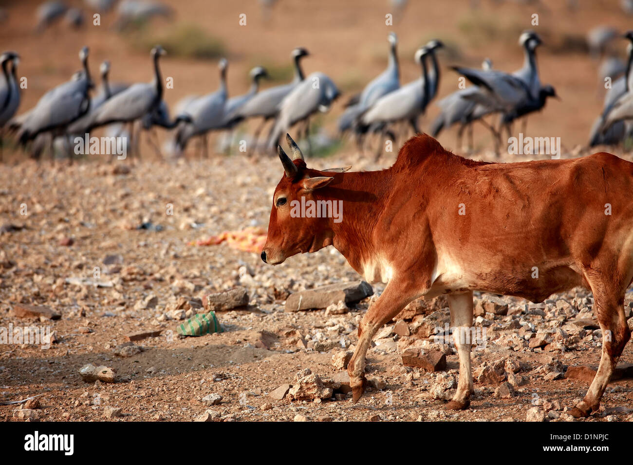 Cow crane hi-res stock photography and images - Alamy