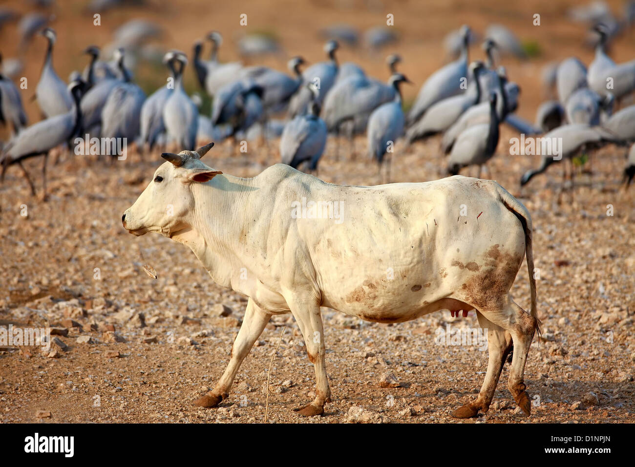 Birds and Cow on feeding Place Stock Photo - Alamy