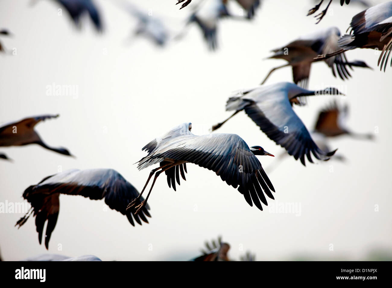 Flaying bird hi-res stock photography and images - Alamy