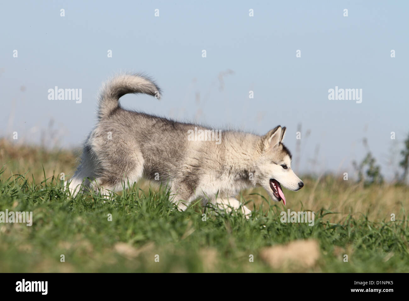 Dog Alaskan Malamute puppy running in a meadow Stock Photo - Alamy