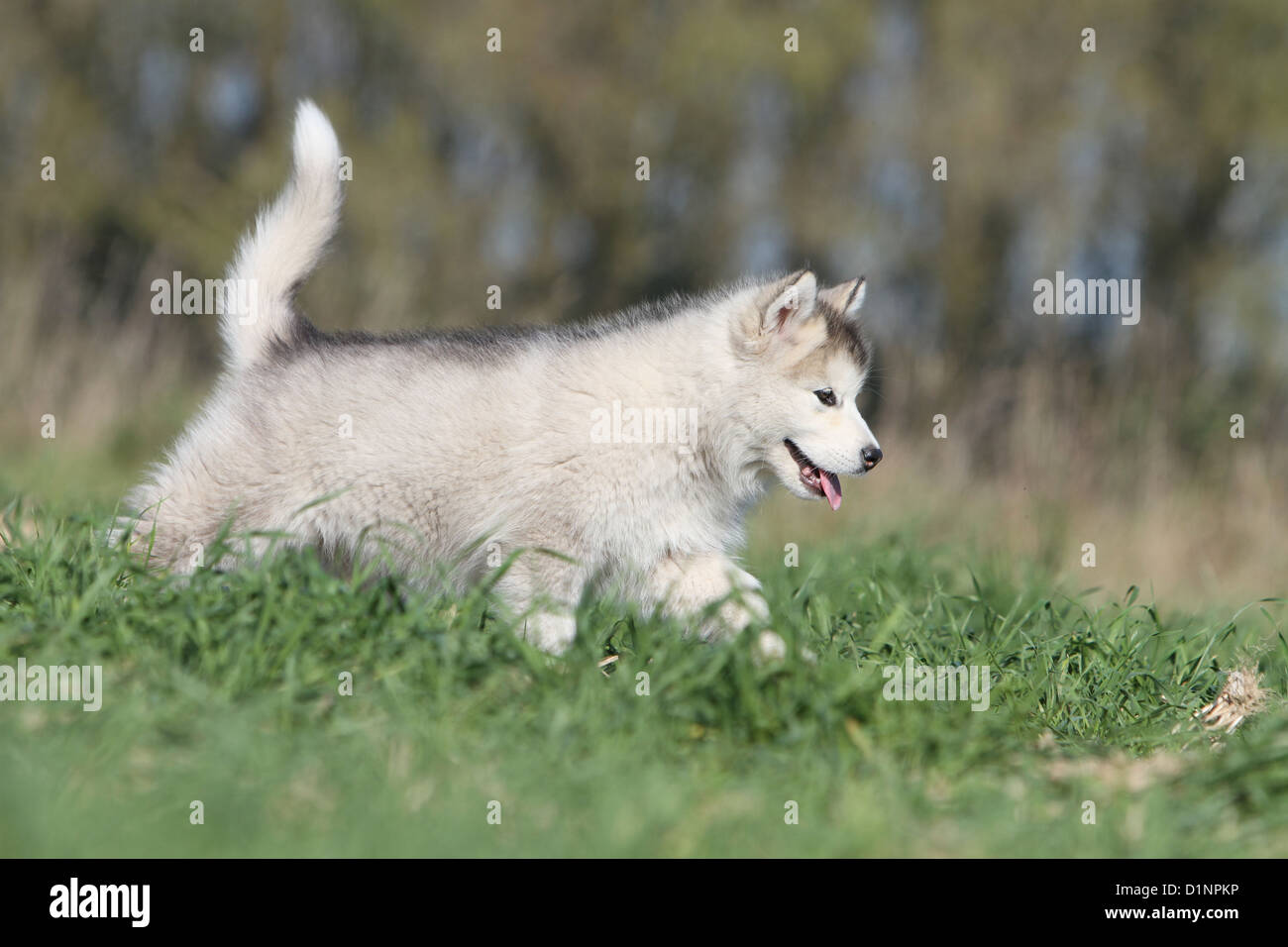 Dog Alaskan Malamute puppy running in a field Stock Photo - Alamy