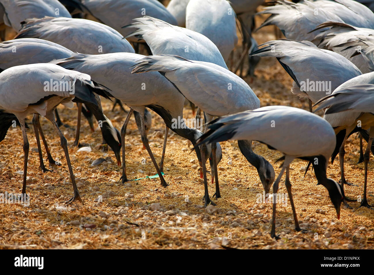 Flock of birds Stock Photo - Alamy