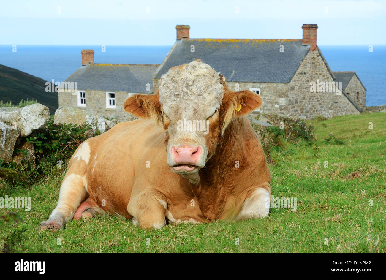 A bull lying down Stock Photo - Alamy