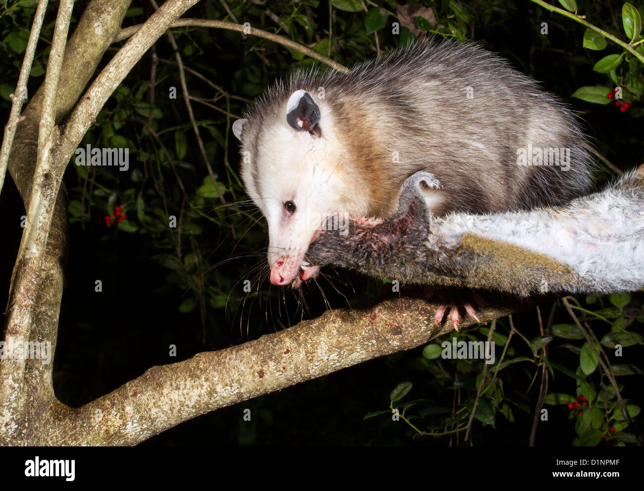 Virginia opossum (Didelphis virginiana) eating a young squirrel in a ...
