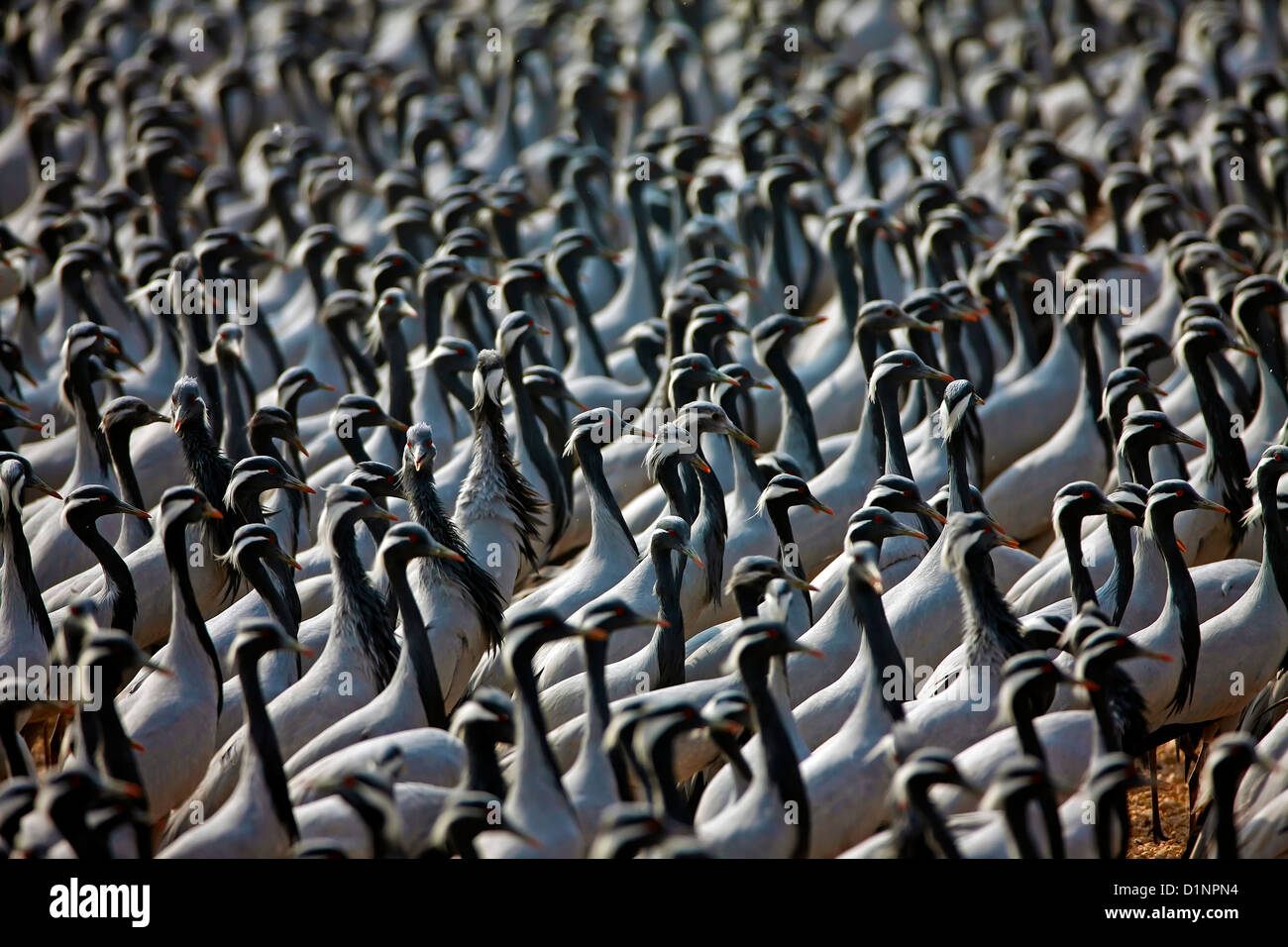 Flock of Birds Stock Photo - Alamy