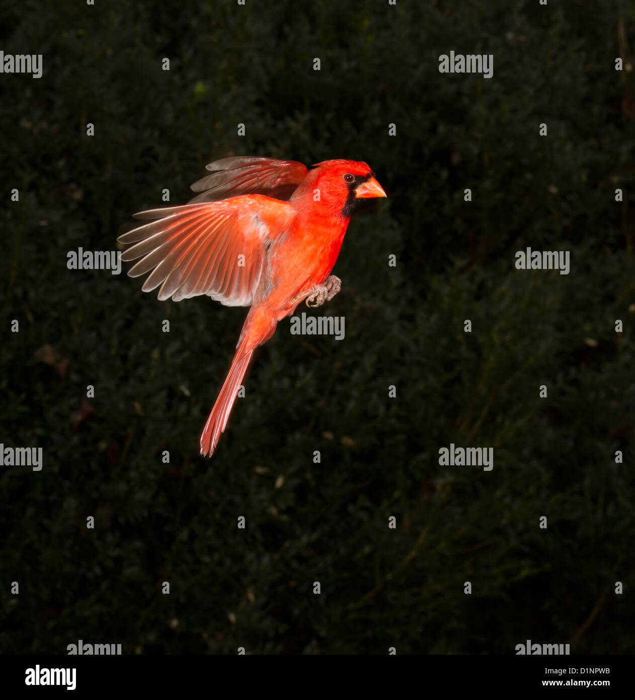 Male northern cardinal (Cardinalis cardinalis) flying (Georgia, USA ...