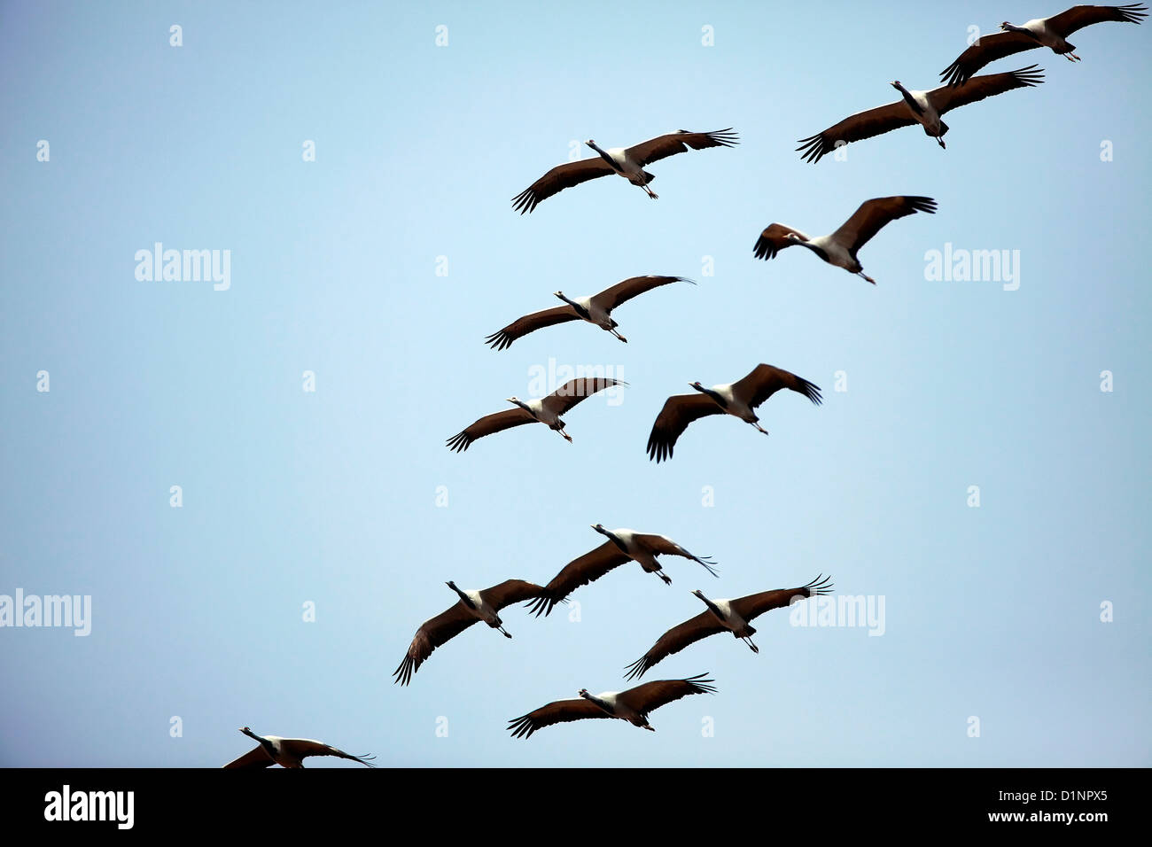 Flock of Birds Flying Stock Photo - Alamy