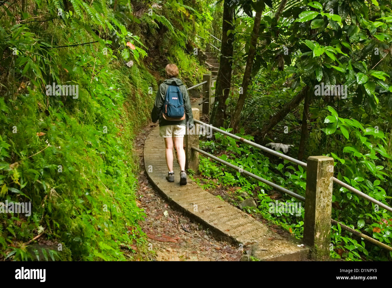 Hiker on trail, El Yunque (Caribbean National Forest), Puerto Rico ...