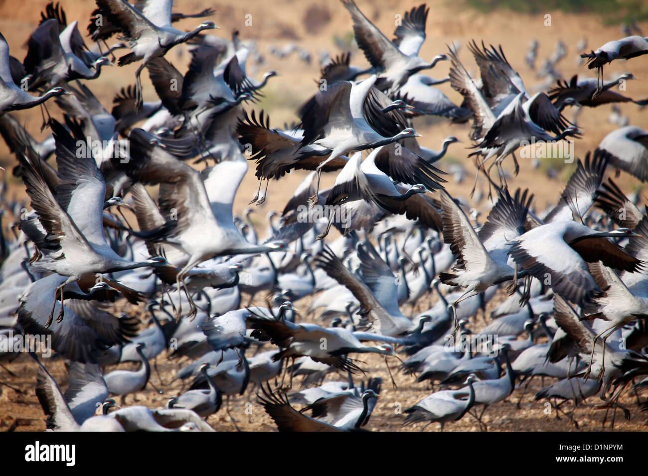 Flock of Birds Stock Photo - Alamy