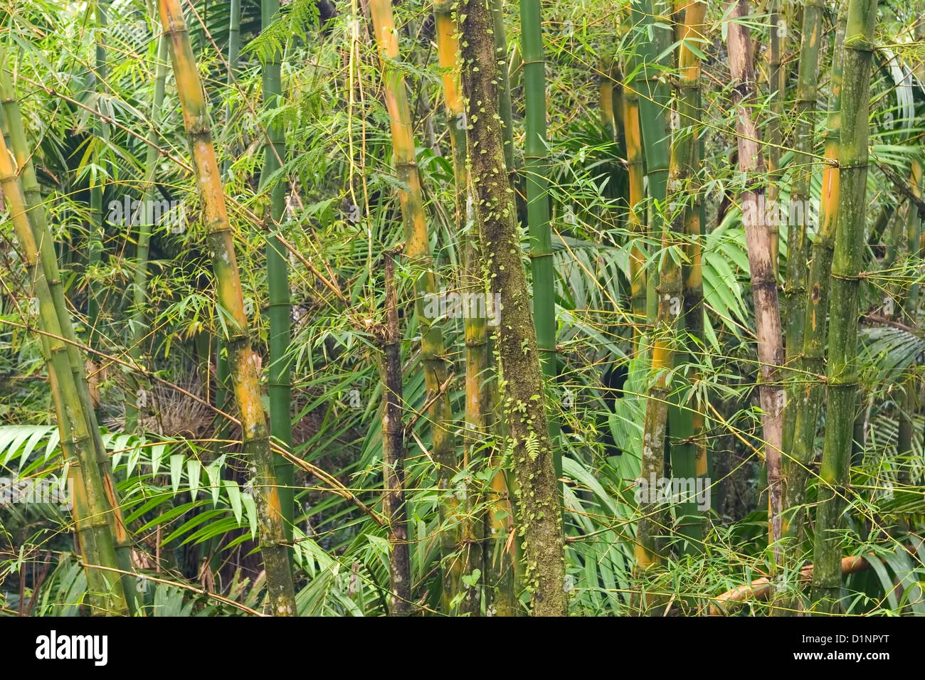 Bamboo trees, El Yunque (Caribbean National Forest), Puerto Rico Stock ...