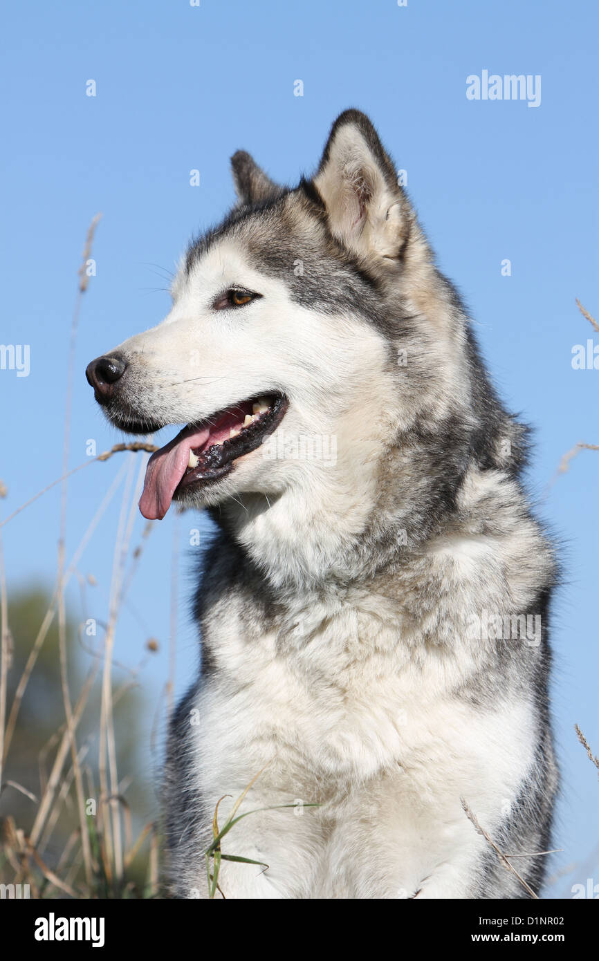 Dog Alaskan Malamute adult portrait profile Stock Photo - Alamy