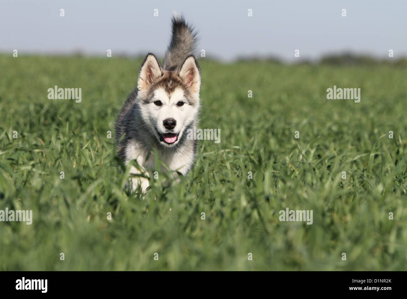 Dog Alaskan Malamute puppy running in a field Stock Photo - Alamy