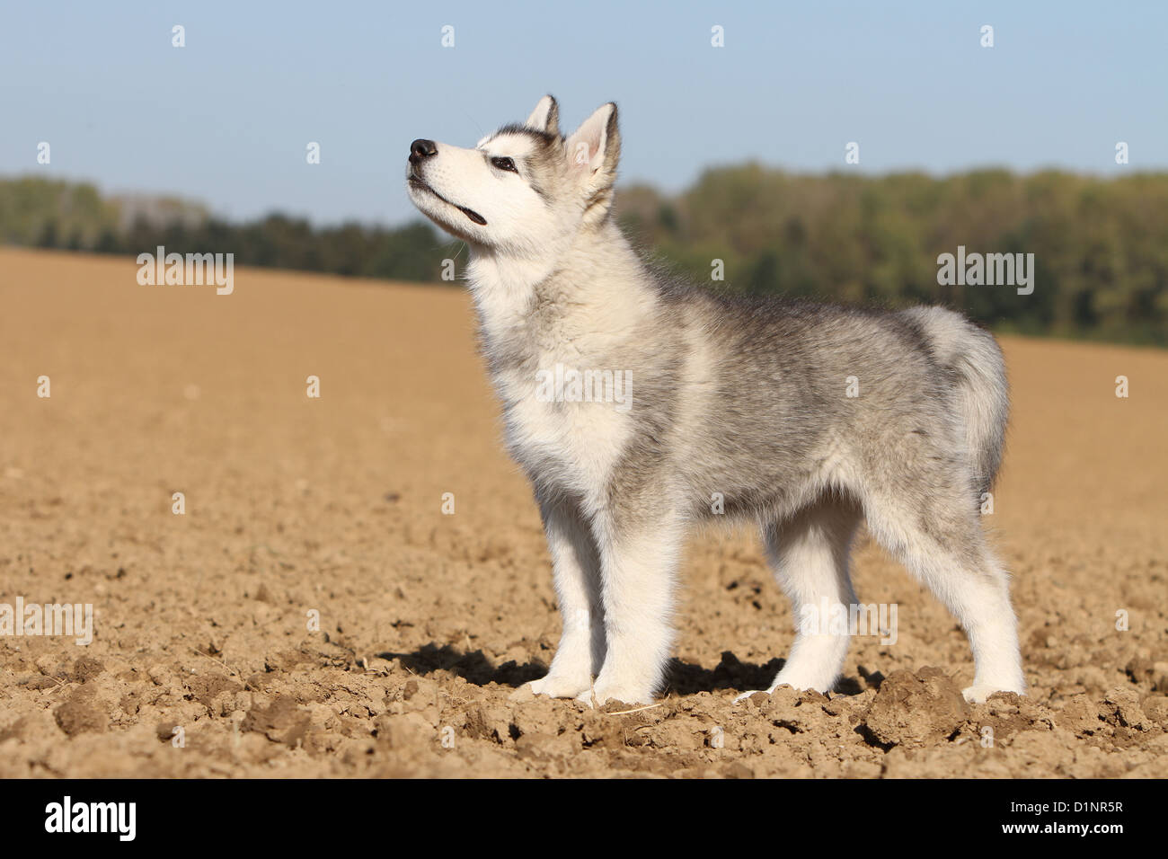 Dog Alaskan Malamute puppy standard profile Stock Photo - Alamy