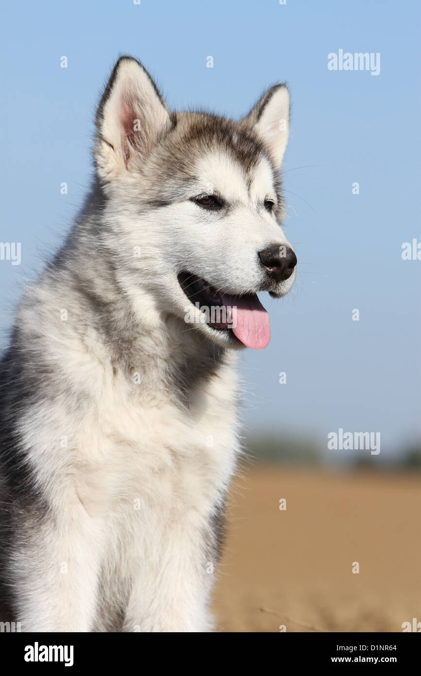 Alaska sled dog puppies hi-res stock photography and images - Alamy