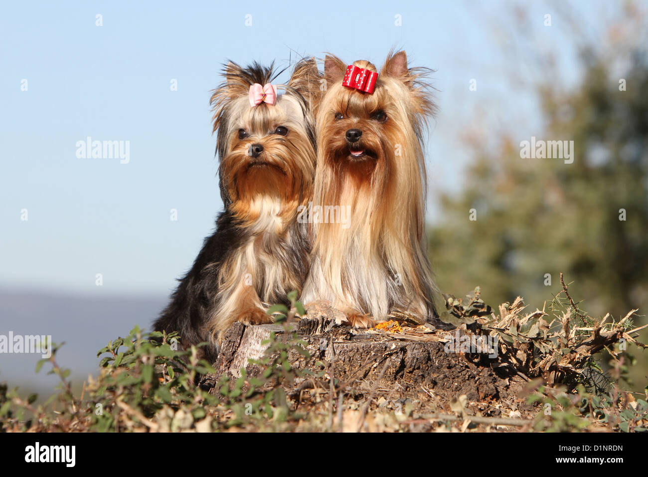 Dog two Yorkshire Terrier adult and young sitting on grass Stock Photo ...