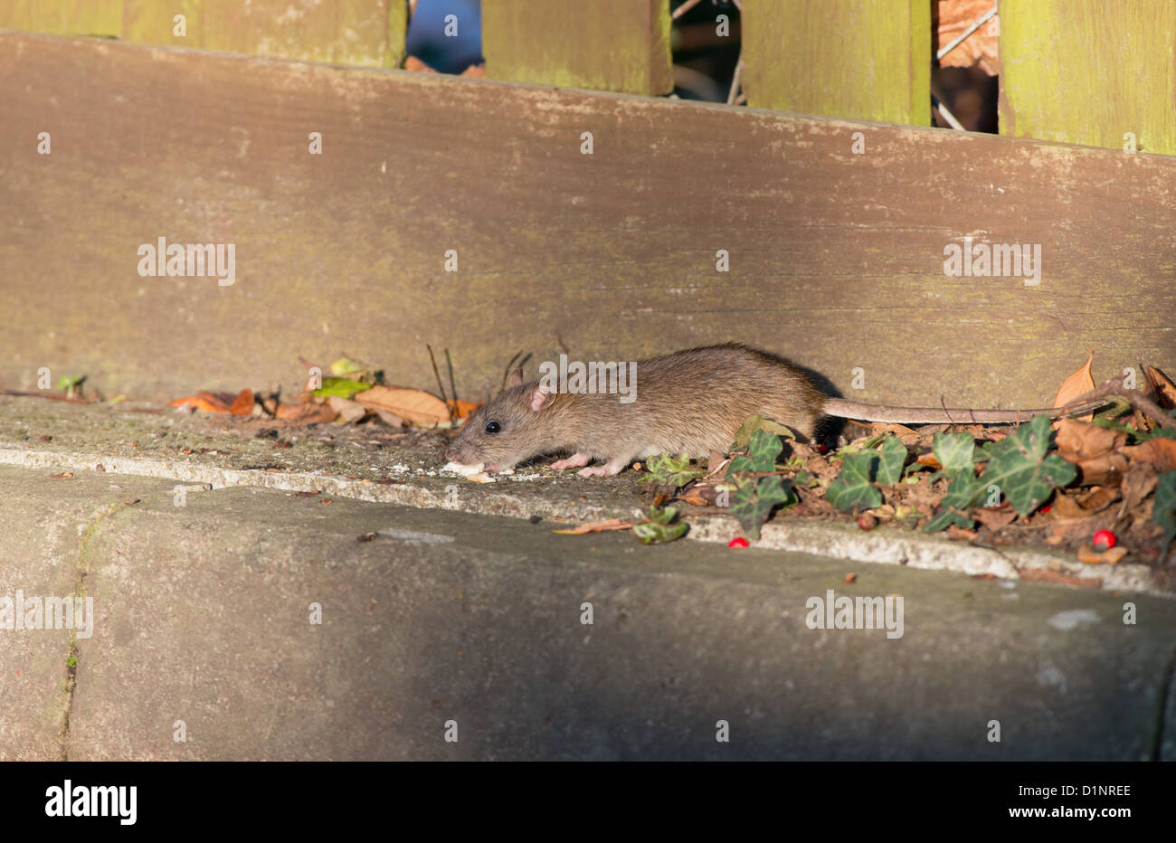 BROWN RAT, Rattus norvegicus FEEDING. UK Stock Photo - Alamy