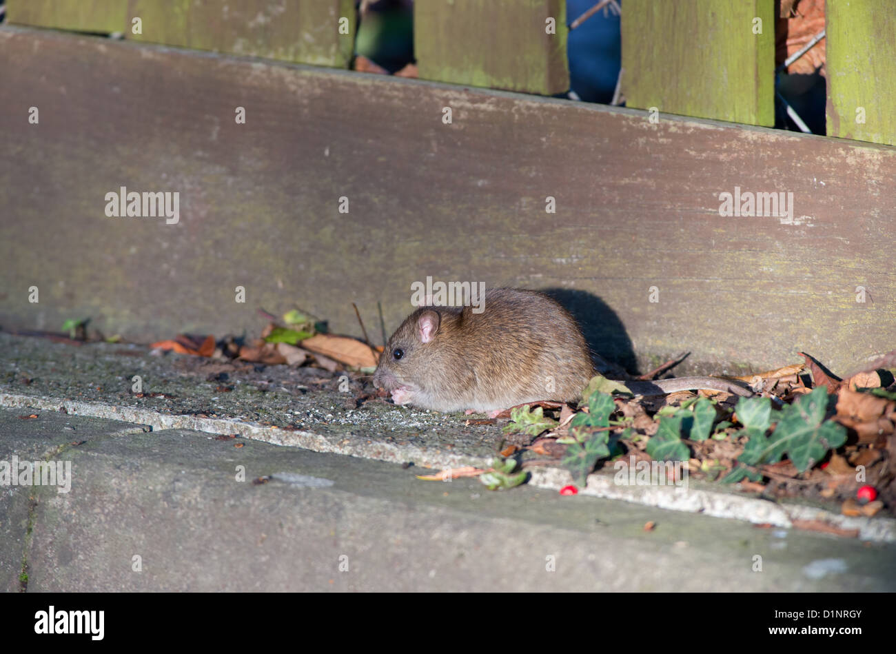 BROWN RAT, Rattus norvegicus FEEDING. UK Stock Photo - Alamy
