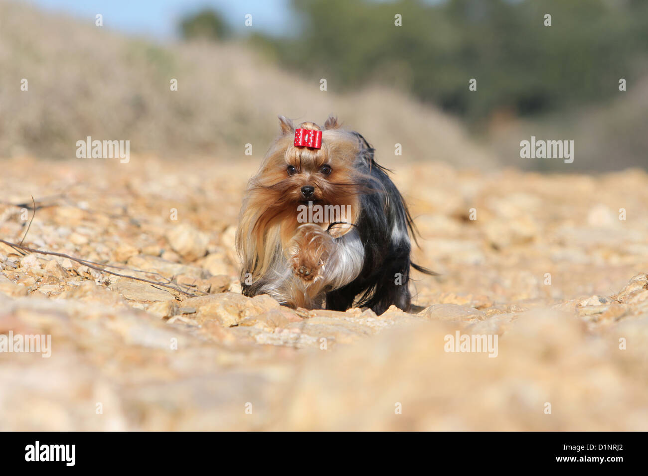 Running knot hi-res stock photography and images - Alamy