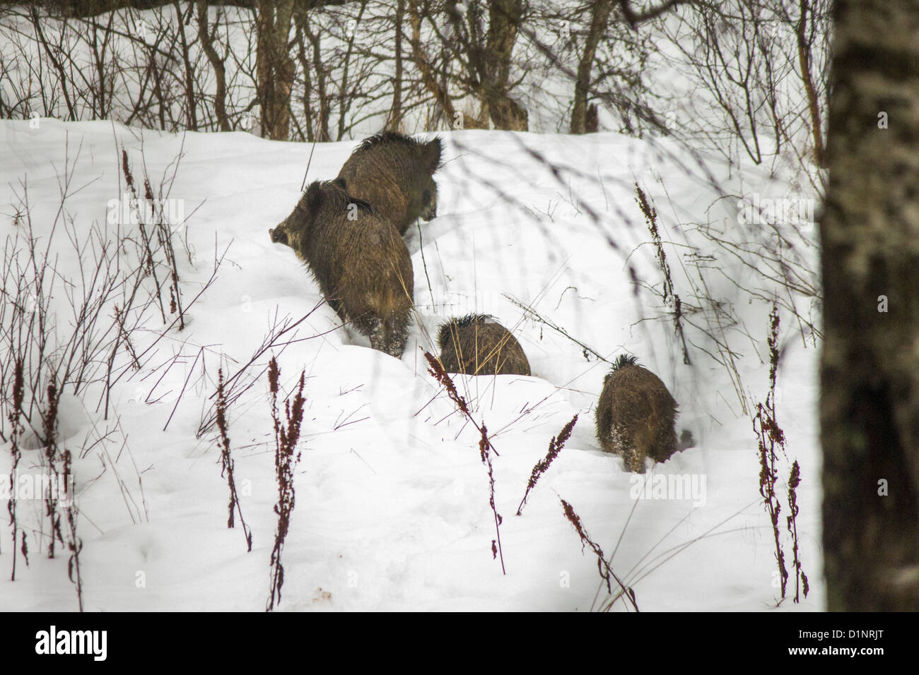 Year wild boar new hi-res stock photography and images - Alamy