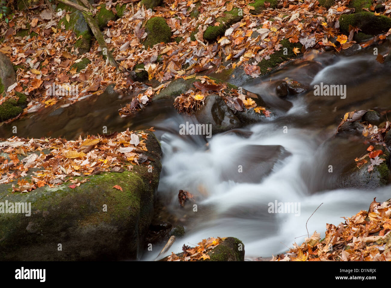 Mountain stream rushing by moss covered rocks with crowns of fallen ...
